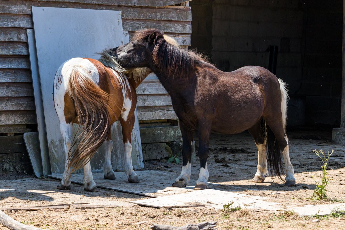 Le Domaine de la Brèche - Camping 5 étoiles à Varennes-sur-Loire ...